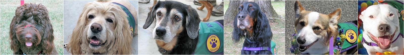 Caring Canines